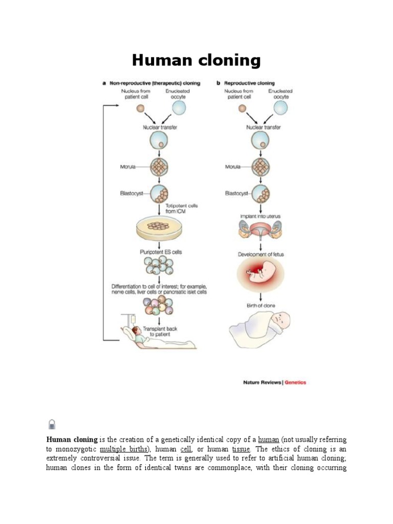 Human Cloning | PDF | Cloning | Reproduction
