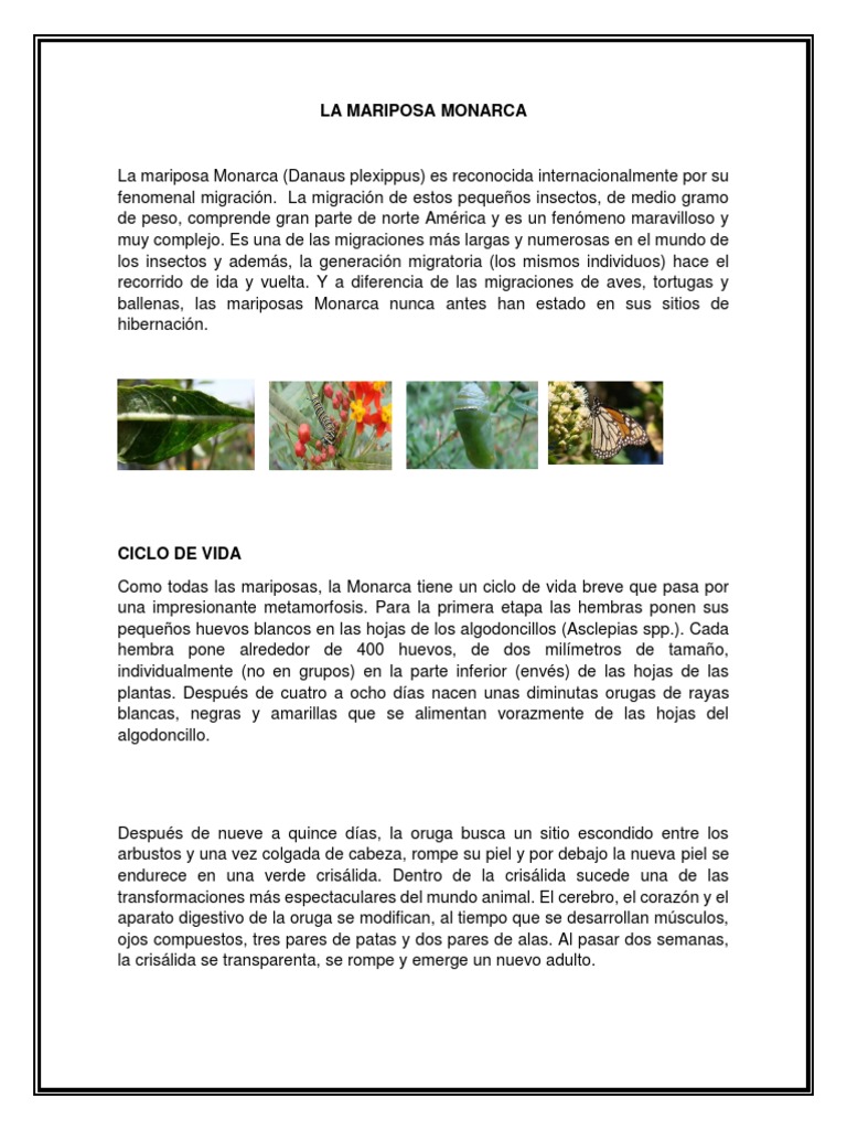 La Mariposa Monarca | PDF | Lepidópteros | Organismos