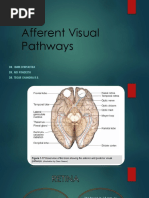 Visual Pathway | PDF | Visual System | Cerebral Cortex