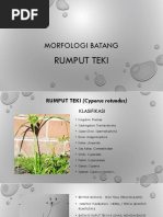 Morfologi Rumput Teki Cyperus Rotundus | PDF | Griya & Taman | Sains ...