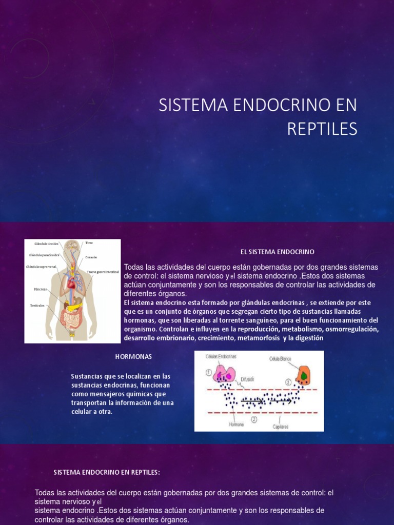 Sistema Endocrino en Reptiles | PDF | Sistema endocrino | Hormona