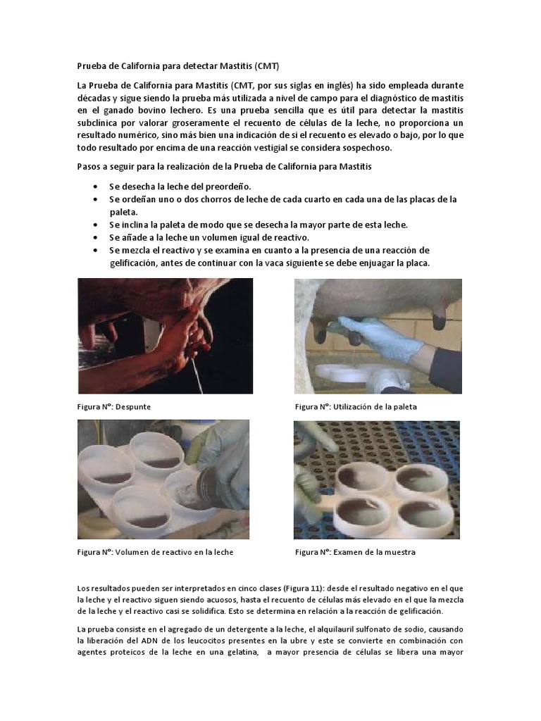 Prueba de California Para Detectar Mastitis (1) | Leche | Nutrición