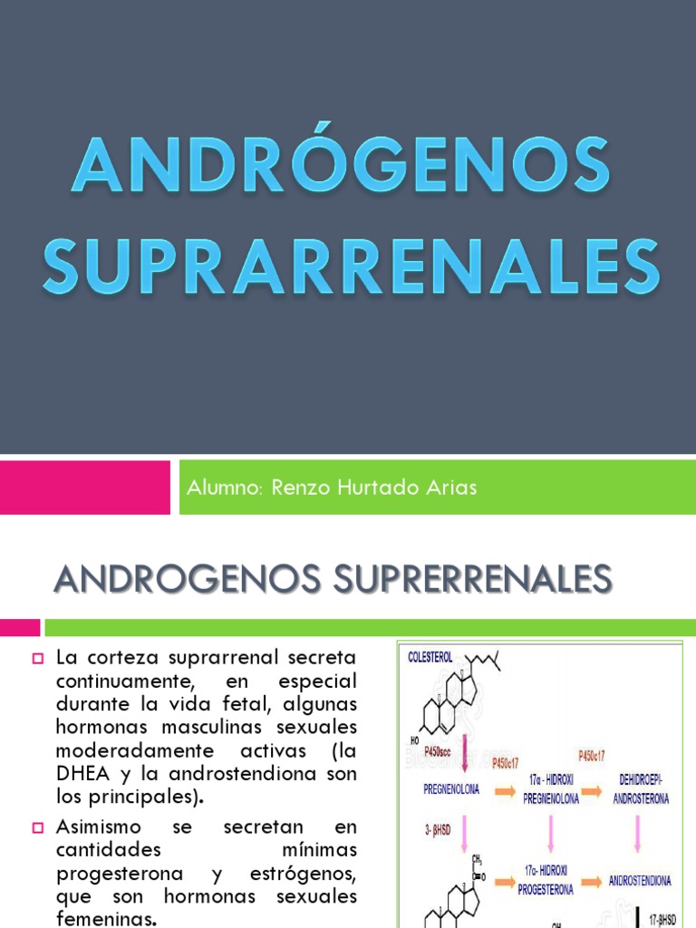 ANDROGENOS-SUPRARRENALES | Andrógino | Glándula suprarrenal