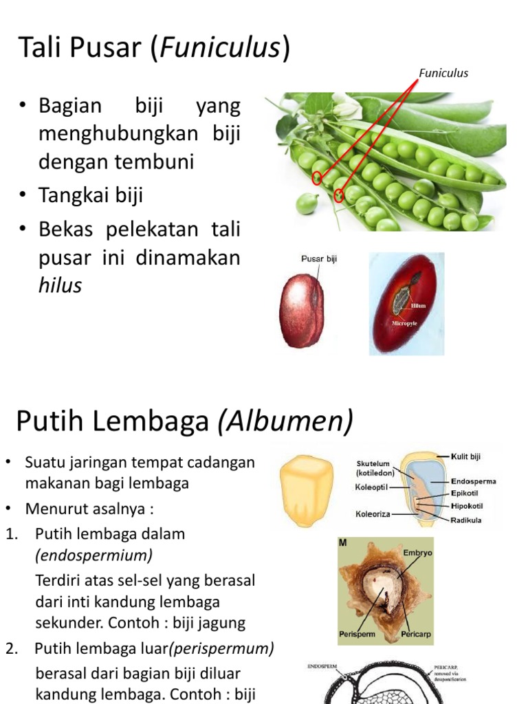 Struktur dan Fungsi Tali Pusar Biji | PDF | Griya & Taman | Kesehatan ...
