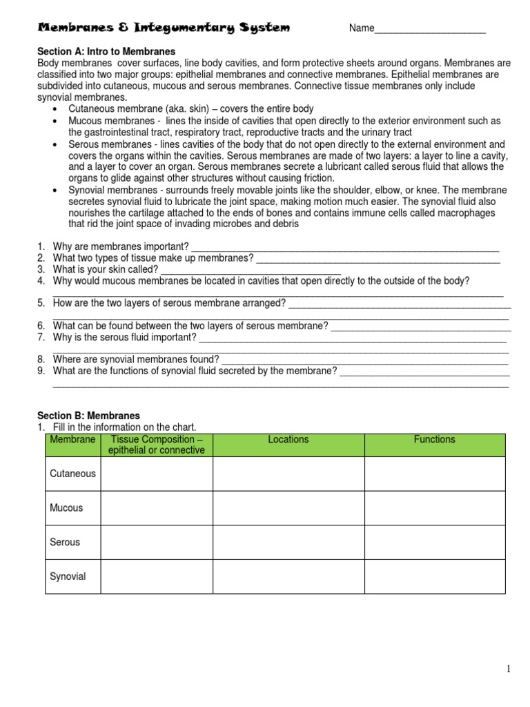 Integumentary System Worksheet | PDF | Skin | Integumentary System