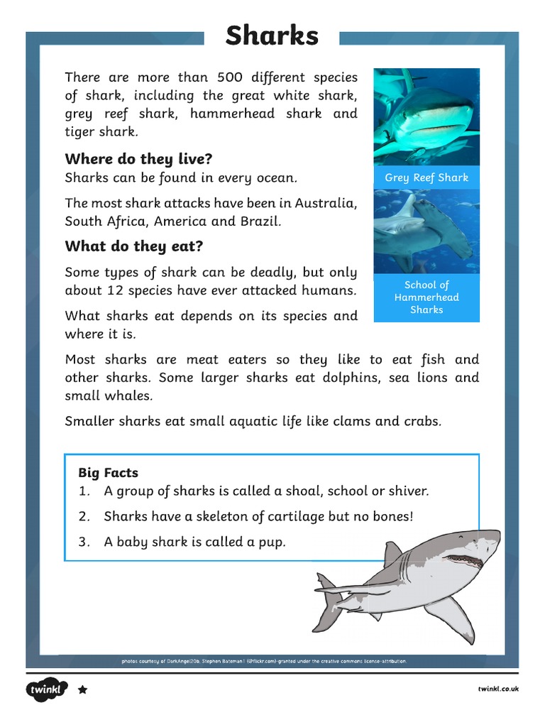 Sharks Differentiated Reading Comprehension Activity | PDF