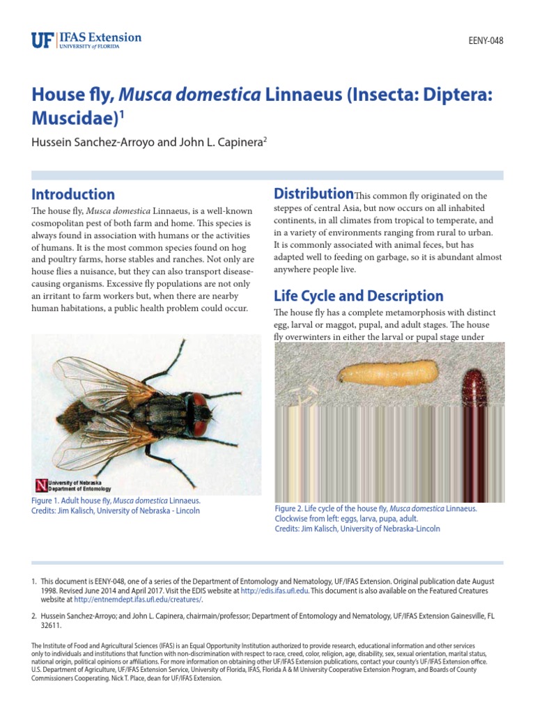 Stages Of A House Fly