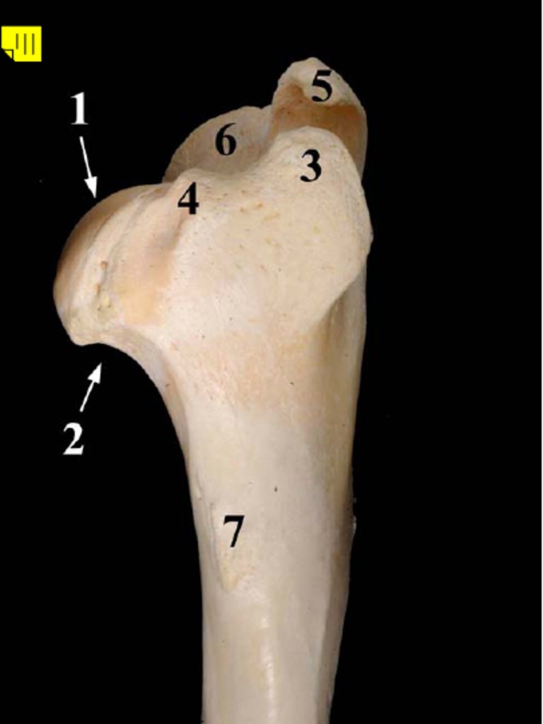 Humero Bovino Medial