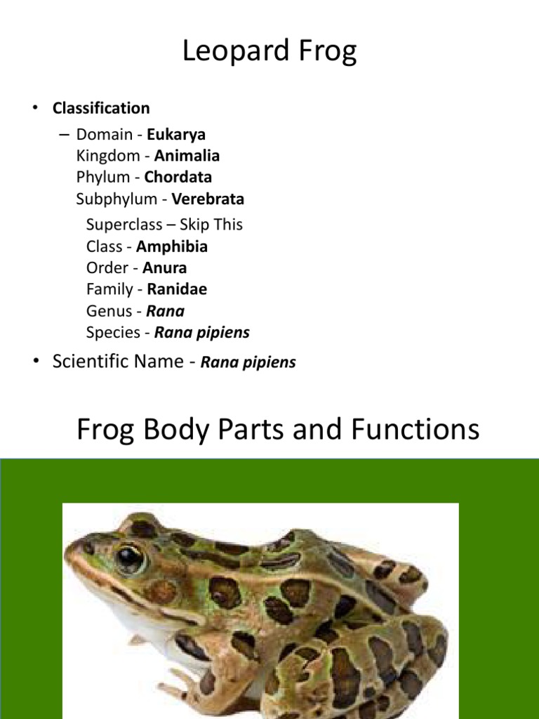 Frogbodypartsandfunctions Leopard Frog | PDF | Heart | Human Digestive ...
