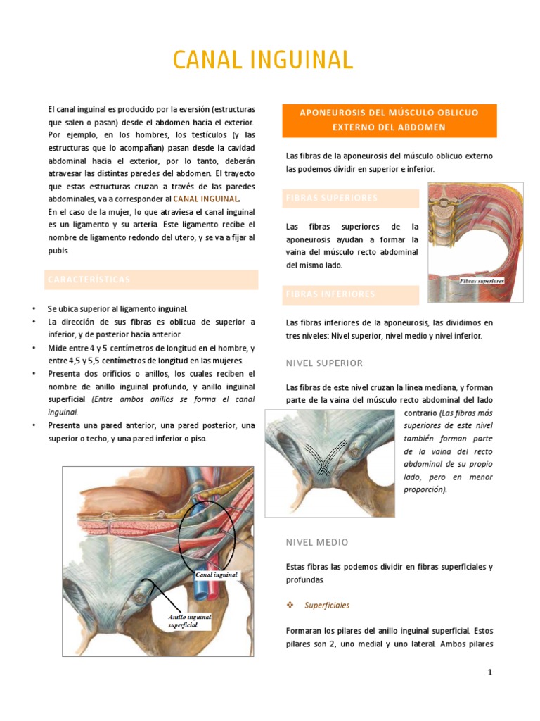 Lectura Canal Inguinal | Abdomen | Anatomía