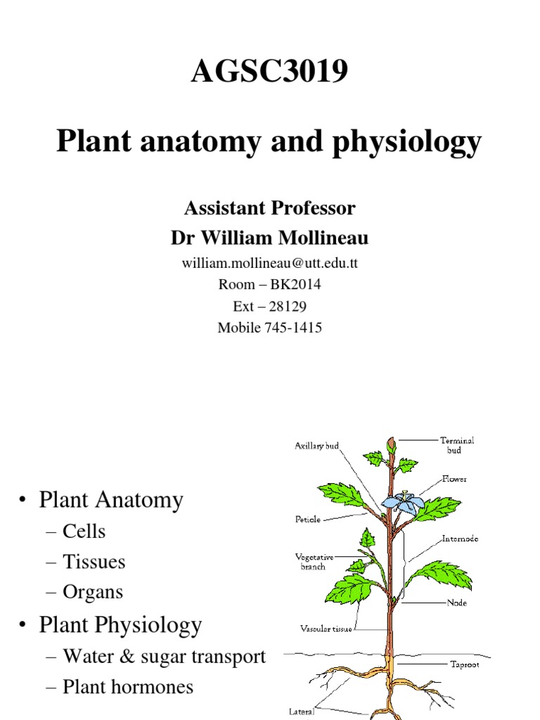 Plant Anatomy and Physiology 1 | PDF | Plant Hormone | Leaf