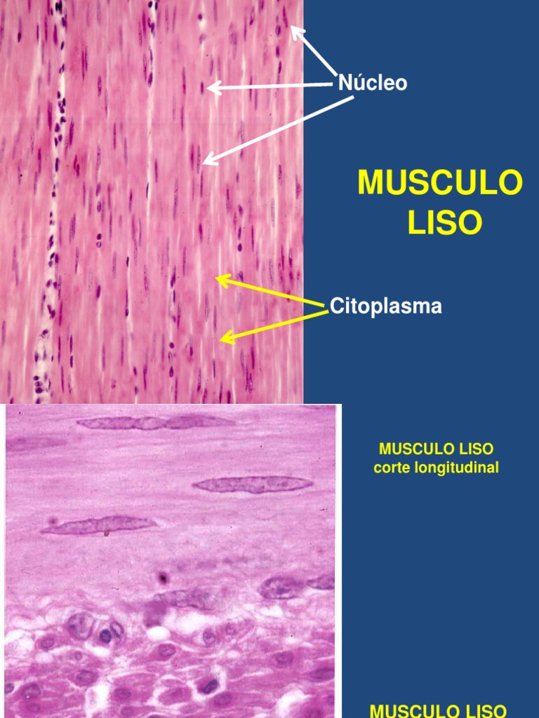 PRACTICA #05A Histologia Del Musculo Liso | PDF