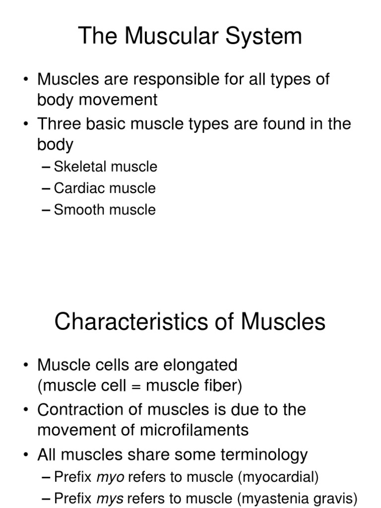 CH 6 - Muscular System | PDF | Muscle Contraction | Muscle