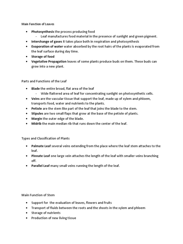 Main Function of Leaves | PDF | Leaf | Root