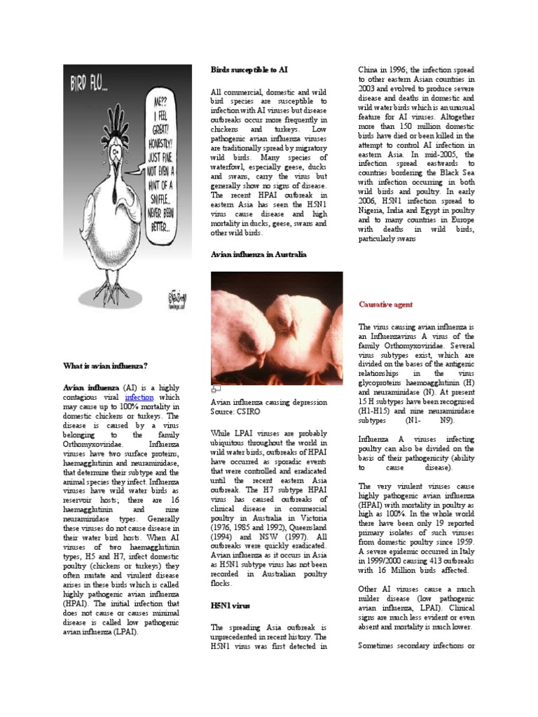 What Is Avian Influenza | PDF | Avian Influenza | Influenza