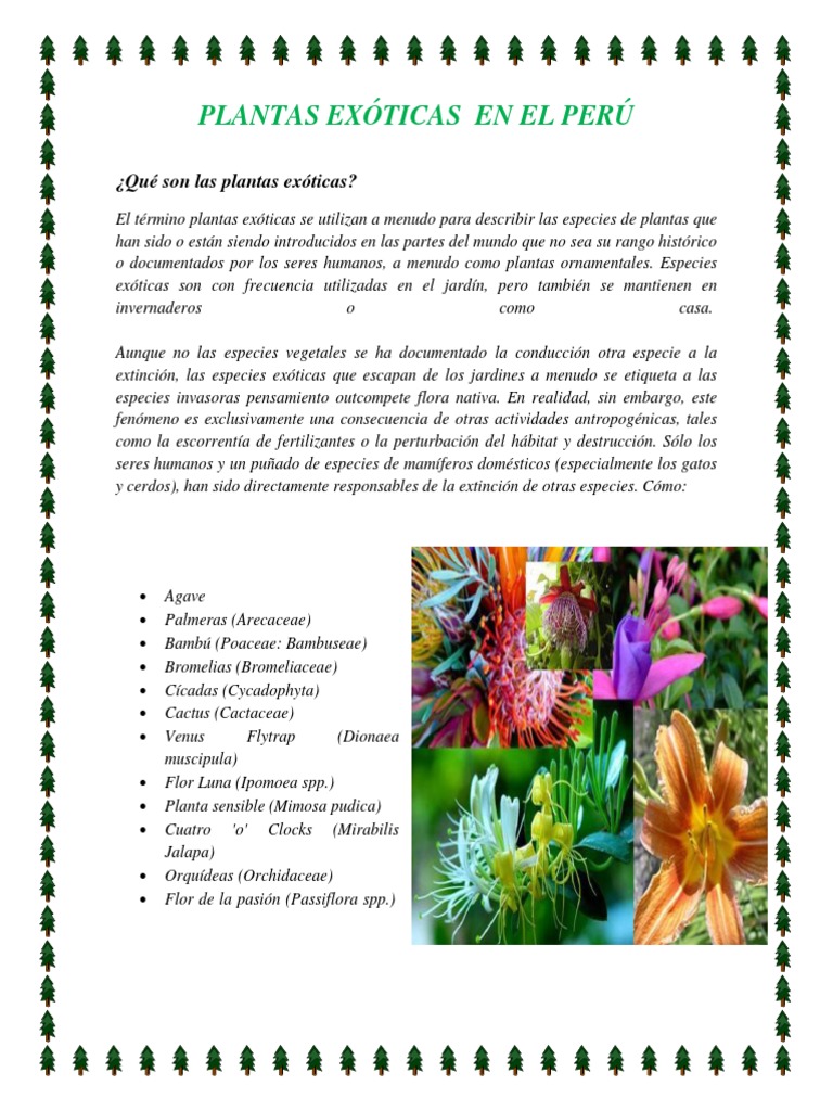 Plantas Exóticas en El Perú | Arecaceae | Botánica