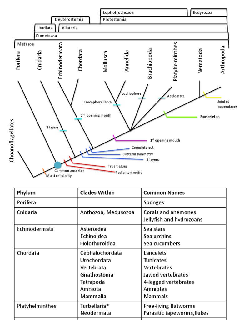 Deuterostomia Protostomia Lophotrochozoa Ecdysozoa: Lophophore ...