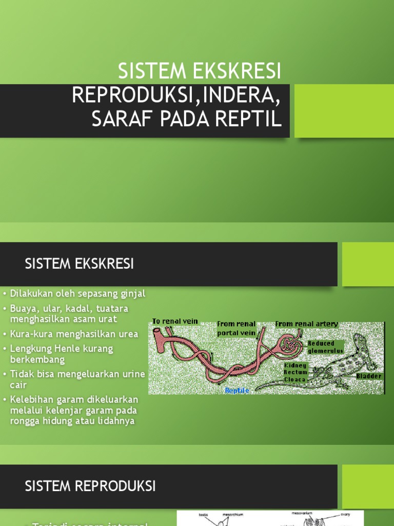 Sistem Ekskresi, Reproduksi, Indera, Saraf Pada Reptil | PDF