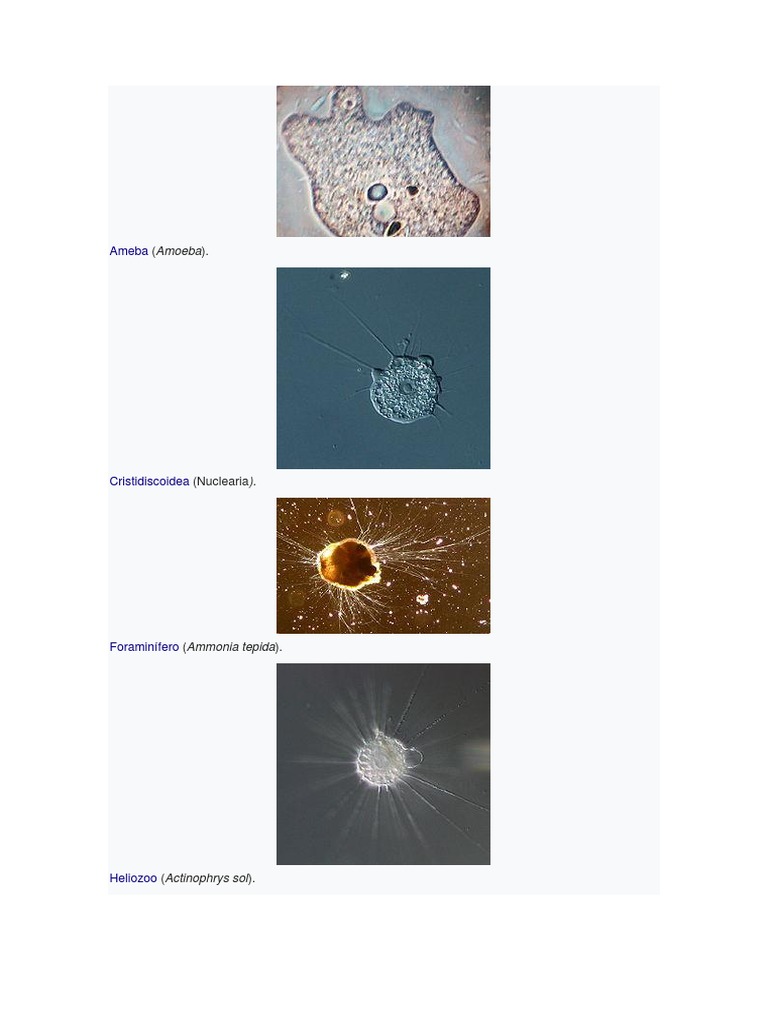 Ameba | PDF | Biología | Organismos