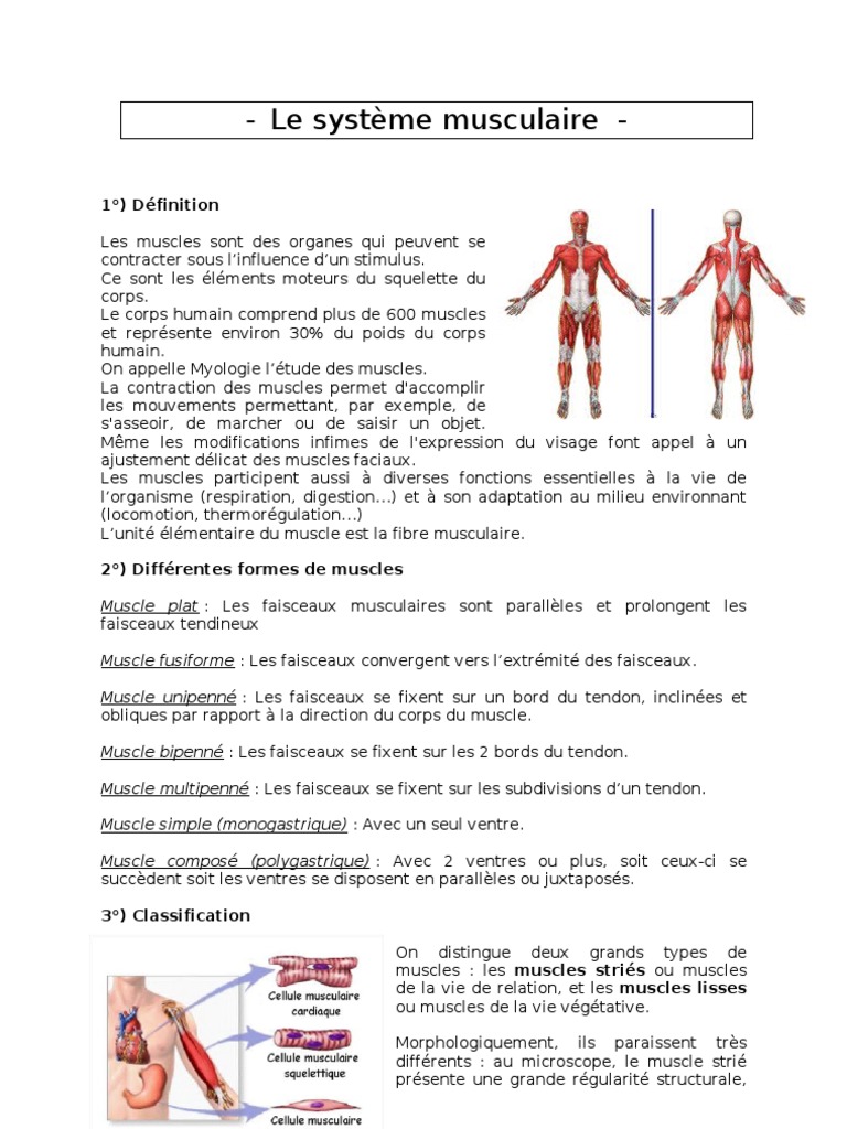 Physiologie de L'appareil Locomoteur-Le Système Musculaire | PDF ...