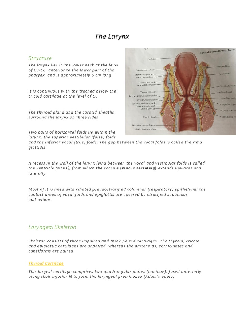 The Larynx: Structure | PDF | Larynx | Common Carotid Artery