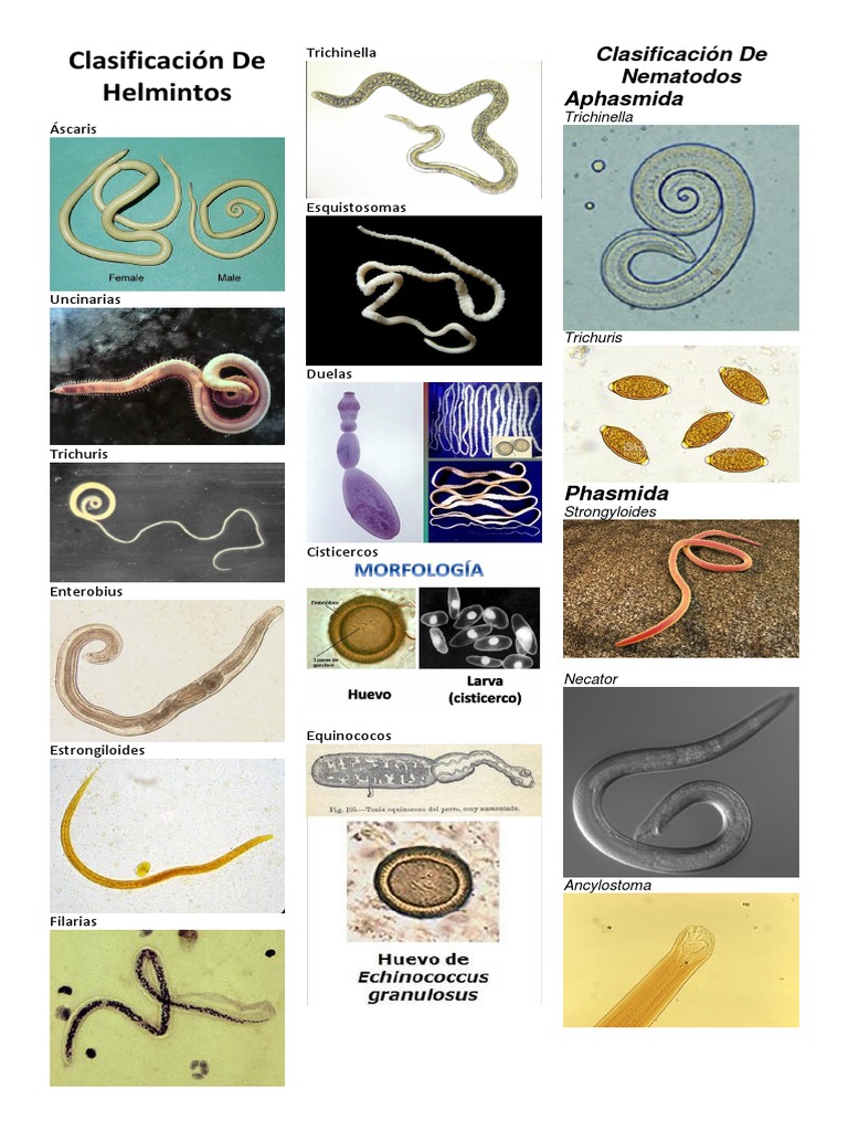 Clasificación de Helmintos | PDF | Medicina Veterinaria | Enfermedades ...