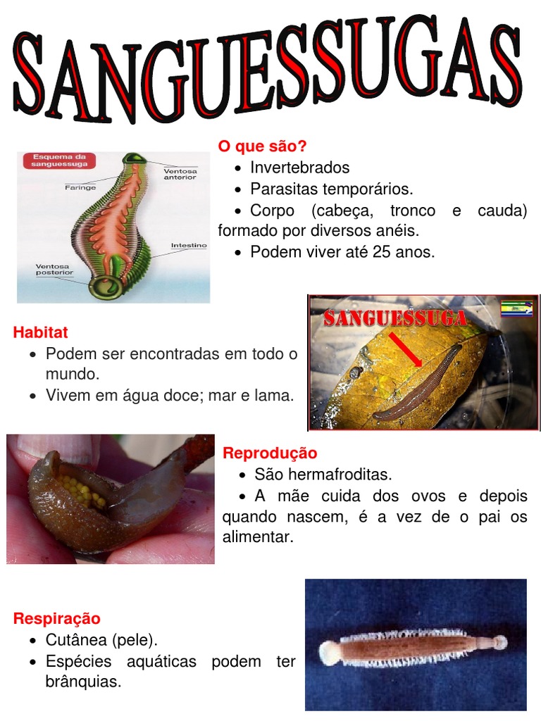 SANGUESSUGAS | PDF | Sangue | Especialidades médicas