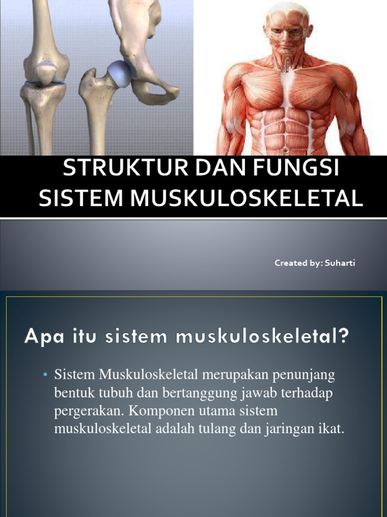 Struktur Dan Fungsi Sistem Muskuloskeletal | PDF