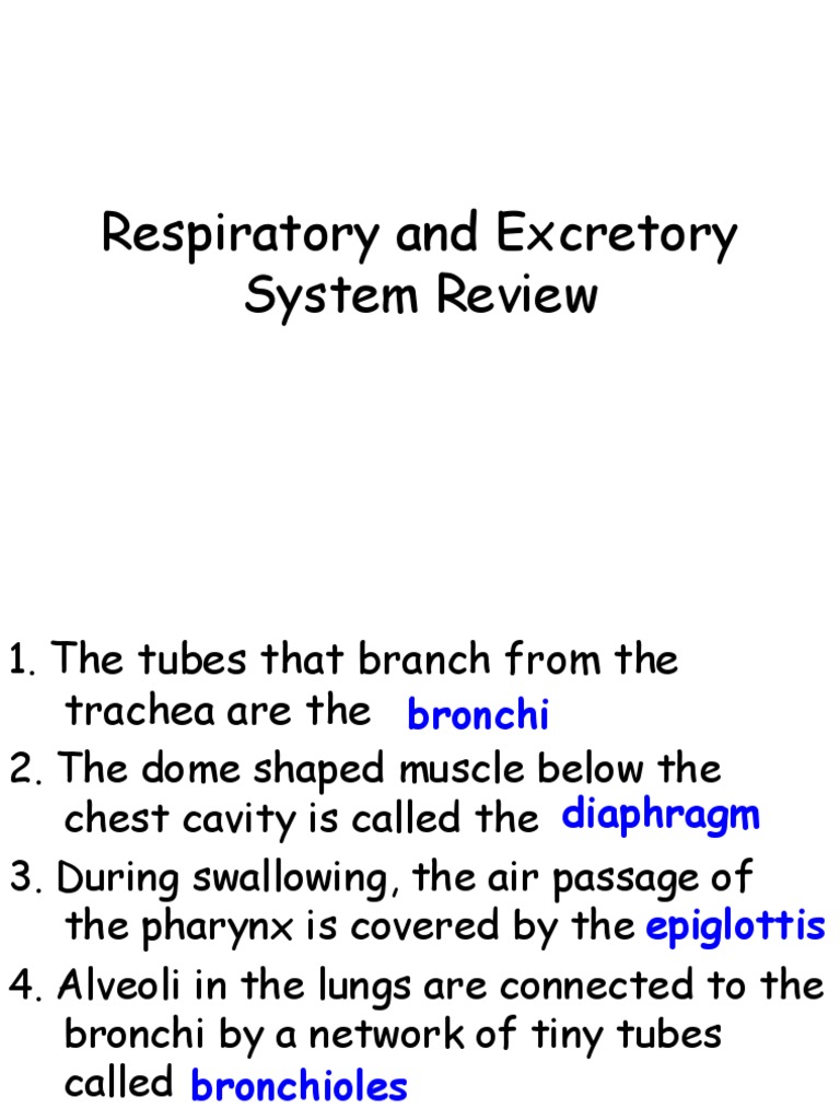 Respiratory and Excretory System Review | PDF | Respiratory System ...