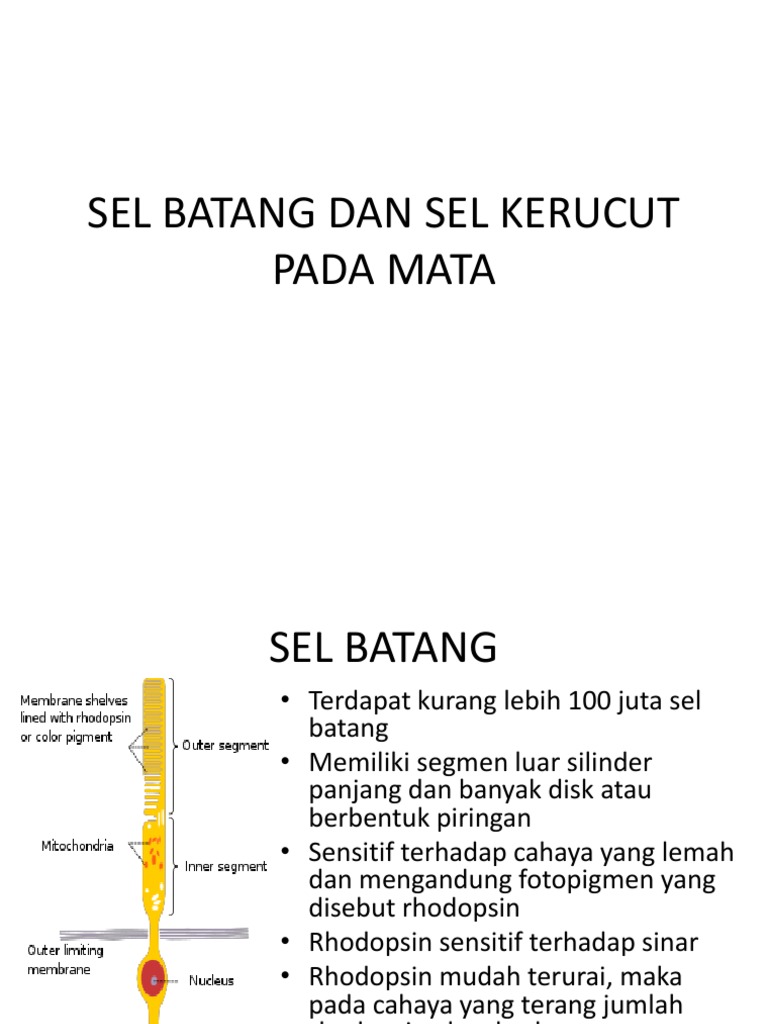 Sel Batang Dan Sel Kerucut Pada Mata | PDF