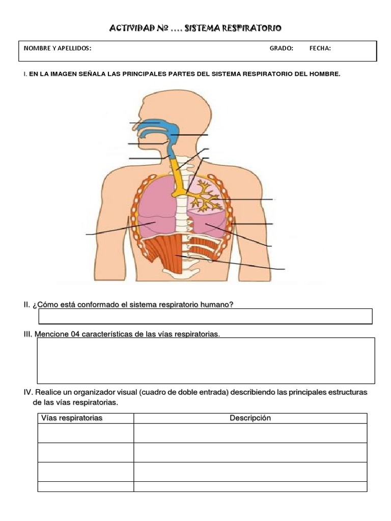 Hoja De Trabajo Con Las Respuestas Del Etiquetado Del Sistema Respiratorio