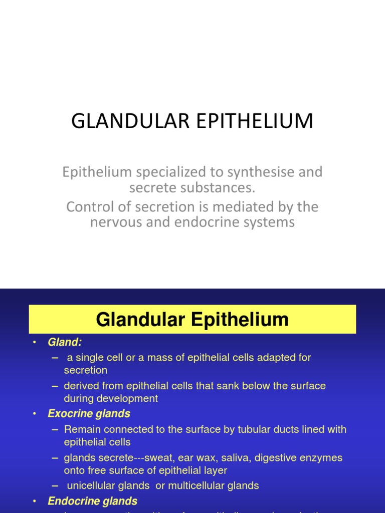 Glandular Epithelium Overview | PDF | Glands | Endocrine System