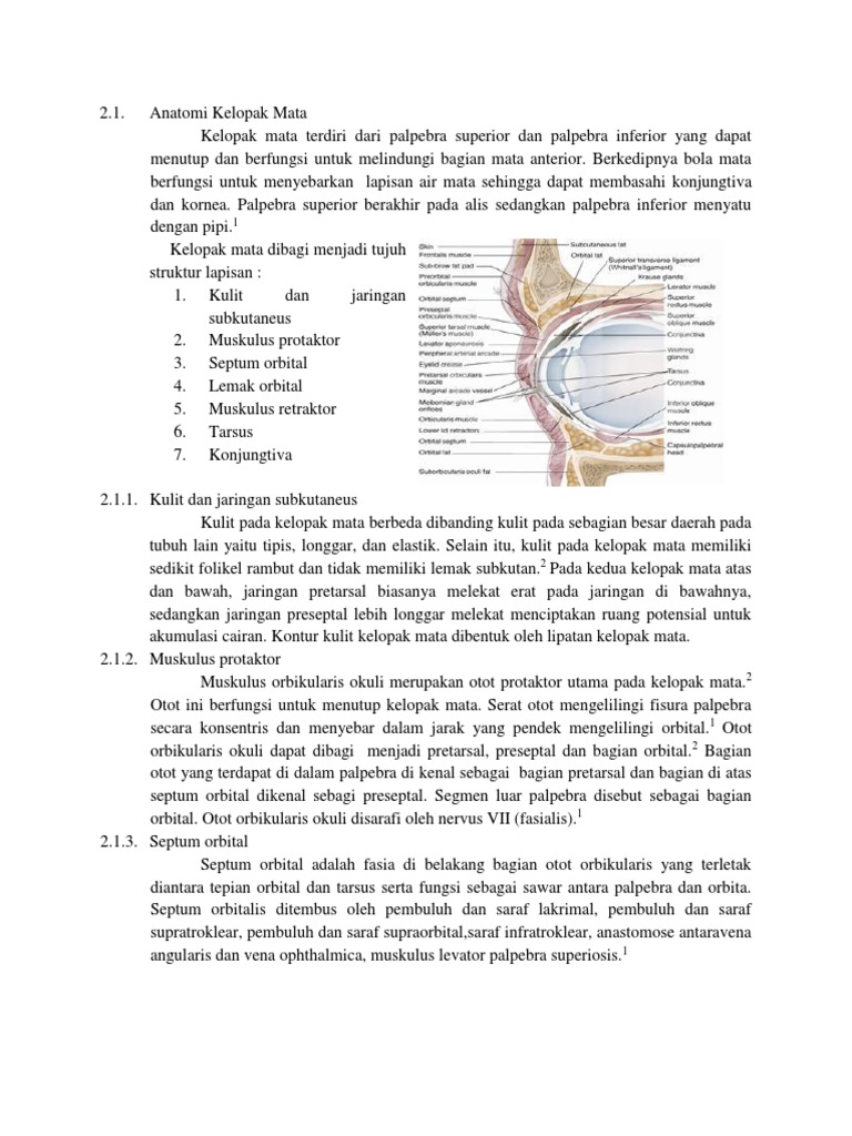 Anatomi Kelopak Mata | PDF
