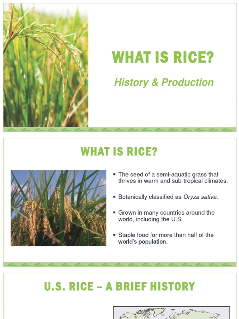 What Is Rice?: History & Production | PDF | Rice | Cereals