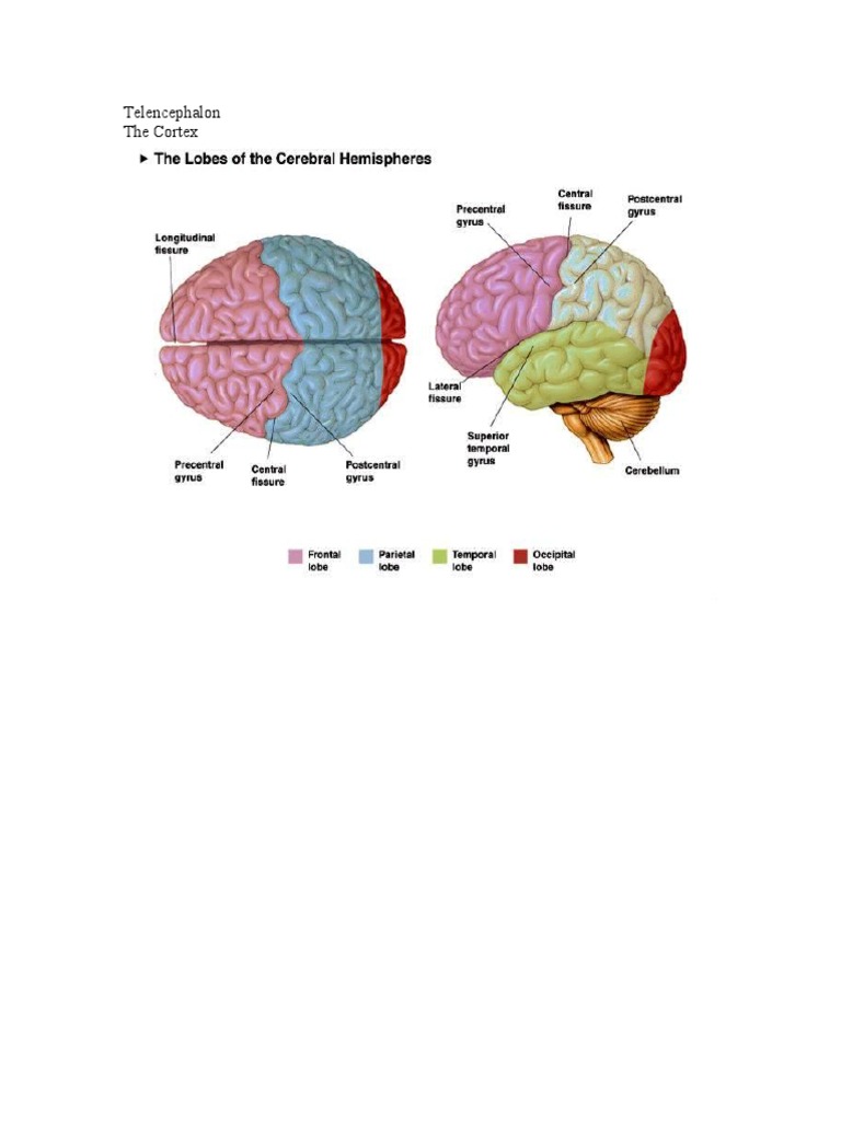 Brain Areas - Location and Function | PDF | Parietal Lobe | Cerebral Cortex