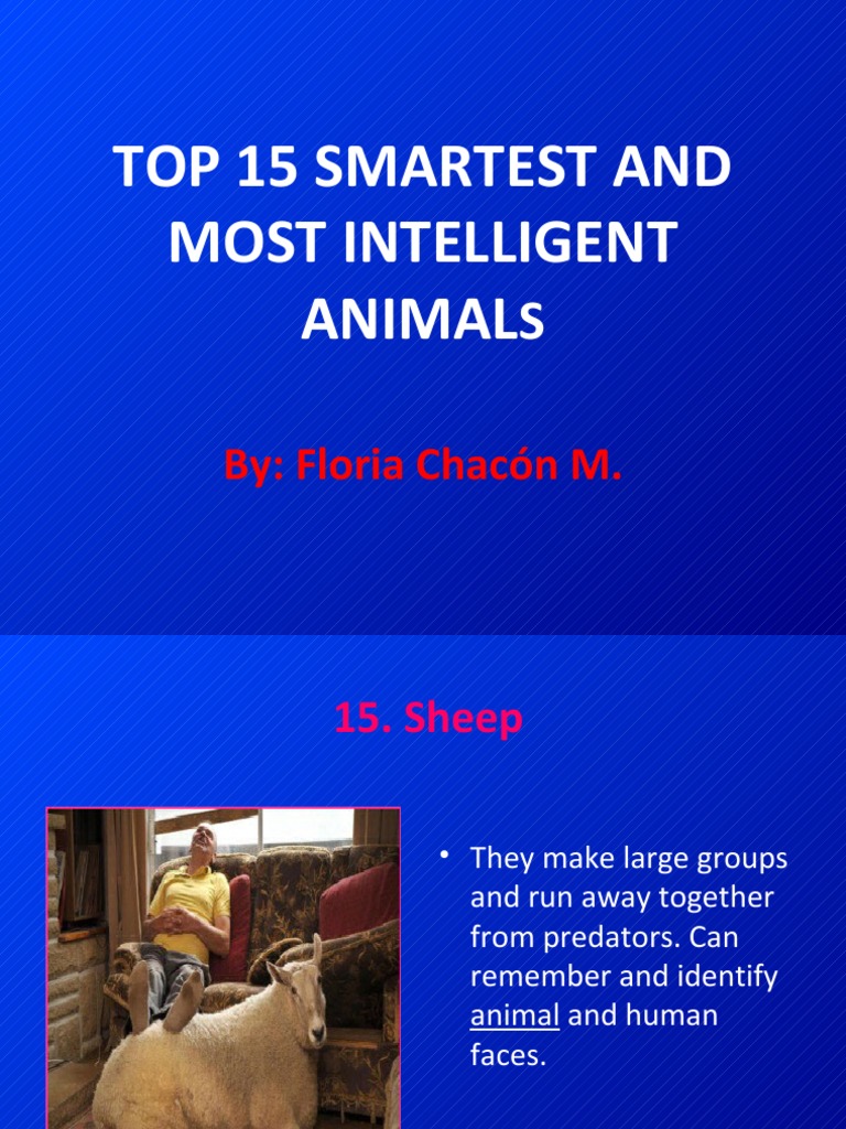 A Ranking of the 15 Smartest Animal Species Based on Their Cognitive ...