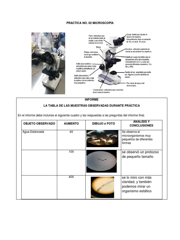 Practica No2 Micros | PDF | Percepción visual | Microscopio
