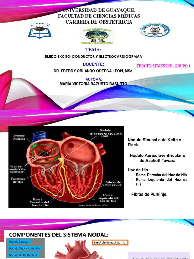 Tejido Excito Conductor | PDF | Electrocardiografia | Electrofisiología ...
