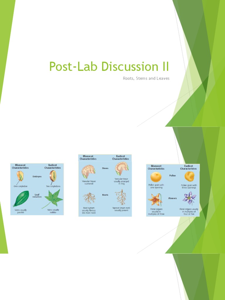 Post Lab Discussion II | PDF | Leaf | Plant Stem
