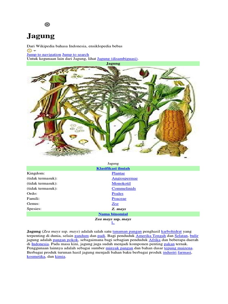 Jagung | PDF