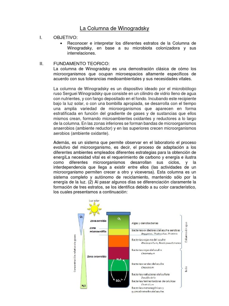 La Columna de Winogradsky | Las bacterias | Redox