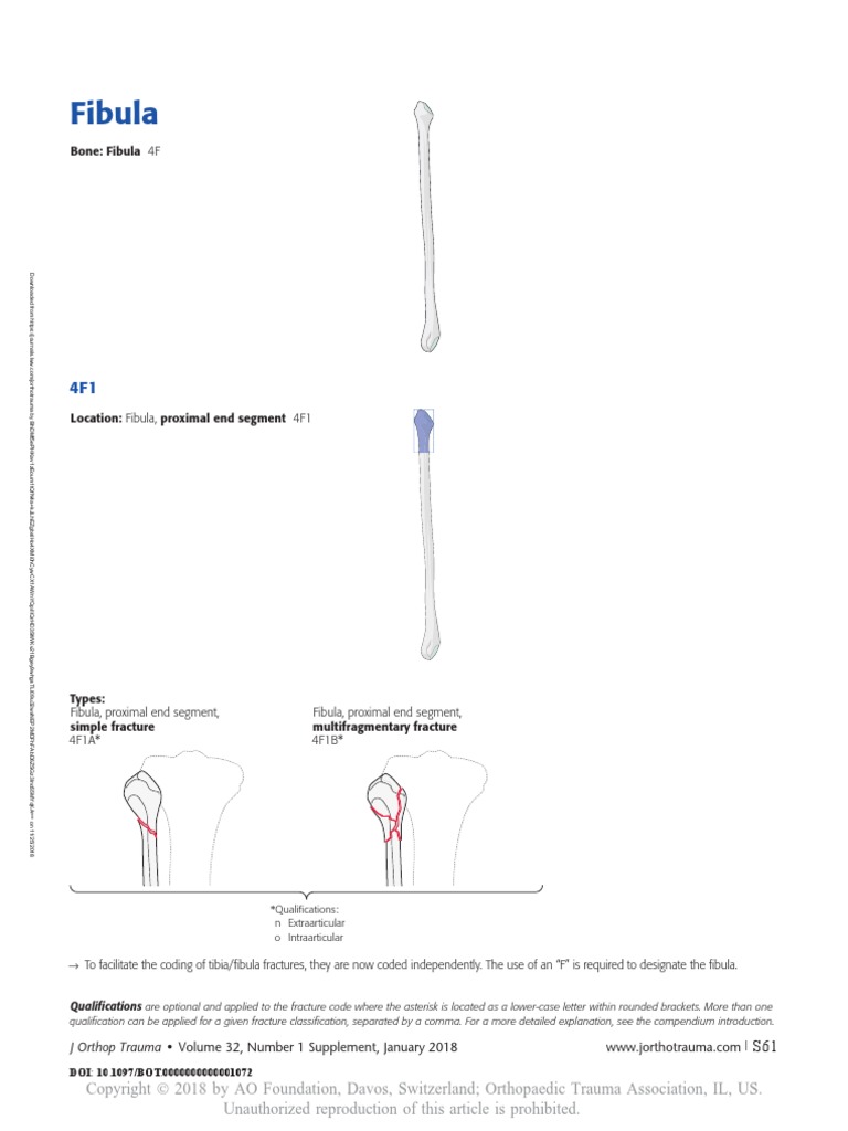 Fibula 7 | PDF | Lower Limb Anatomy | Skeletal System