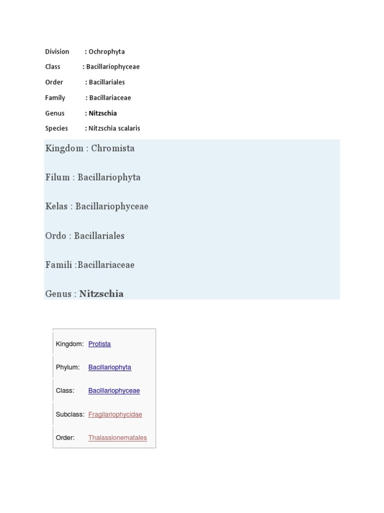 Kingdom: Chromista Filum: Bacillariophyta Kelas: Bacillariophyceae Ordo ...