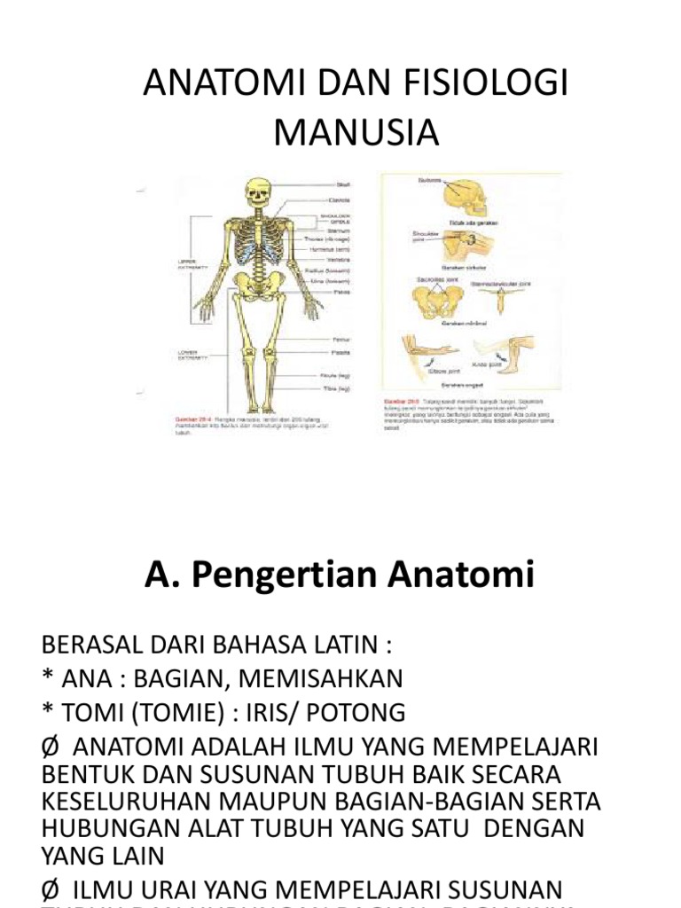 Anatomi Dan Fisiologi Manusia | PDF