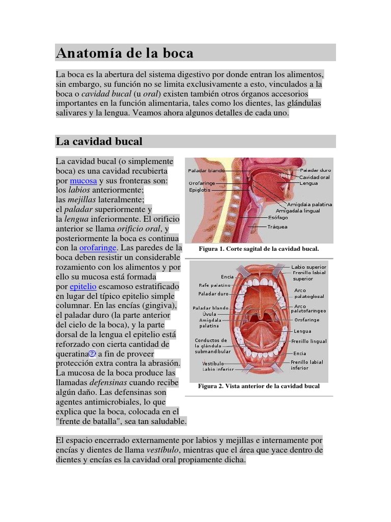 Anatomía de la Cavidad Bucal | PDF | Diente | Esmalte de dientes