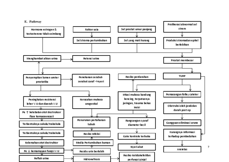 Patofisiologi BPH | PDF