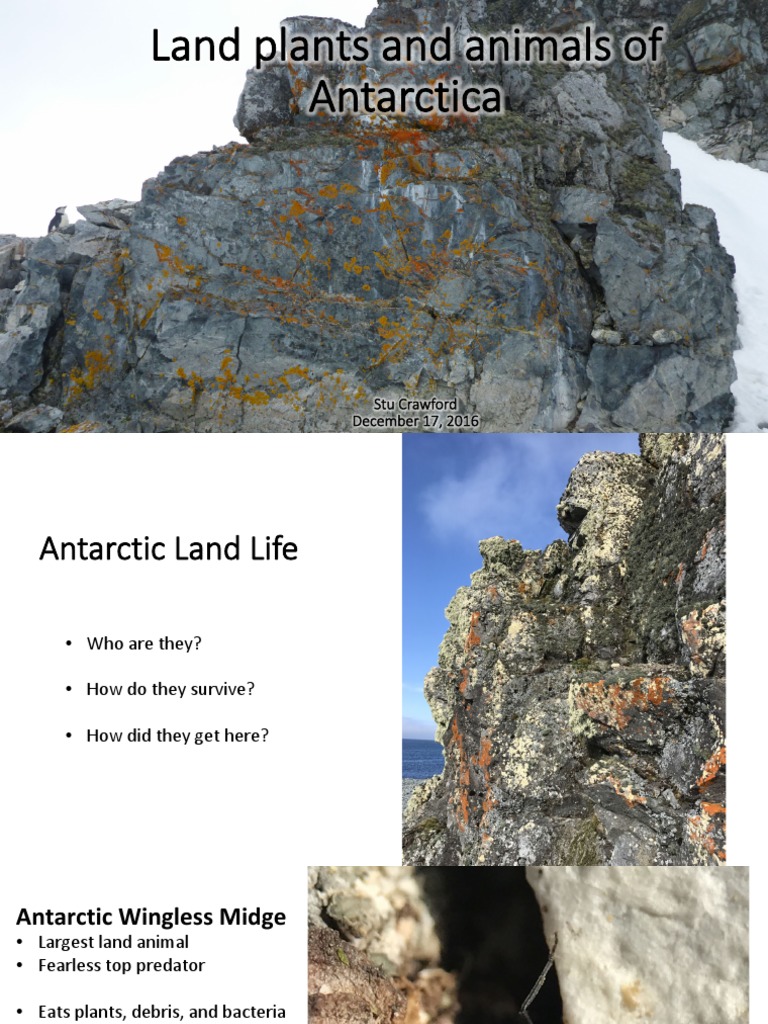 Land Plants and Animals of Antarctica | PDF | Antarctica | Plants