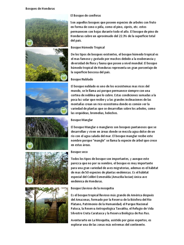 Bosques de Honduras | PDF | Los bosques | Mangle