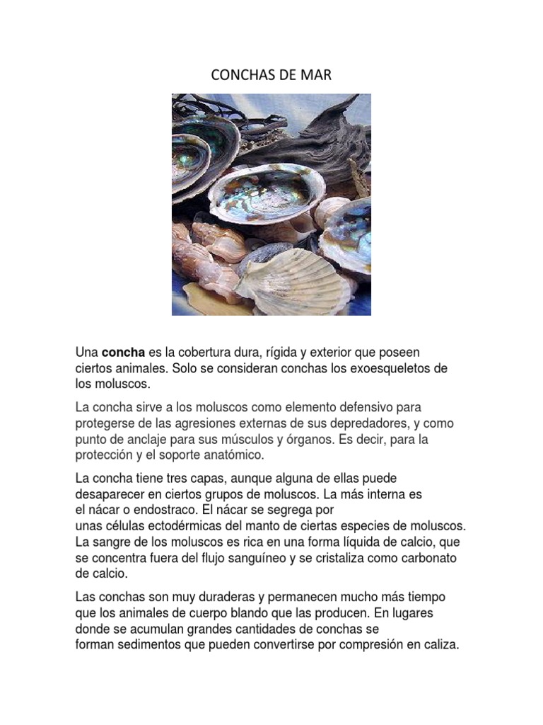 Conchas de Mar | PDF | Calcio | Science