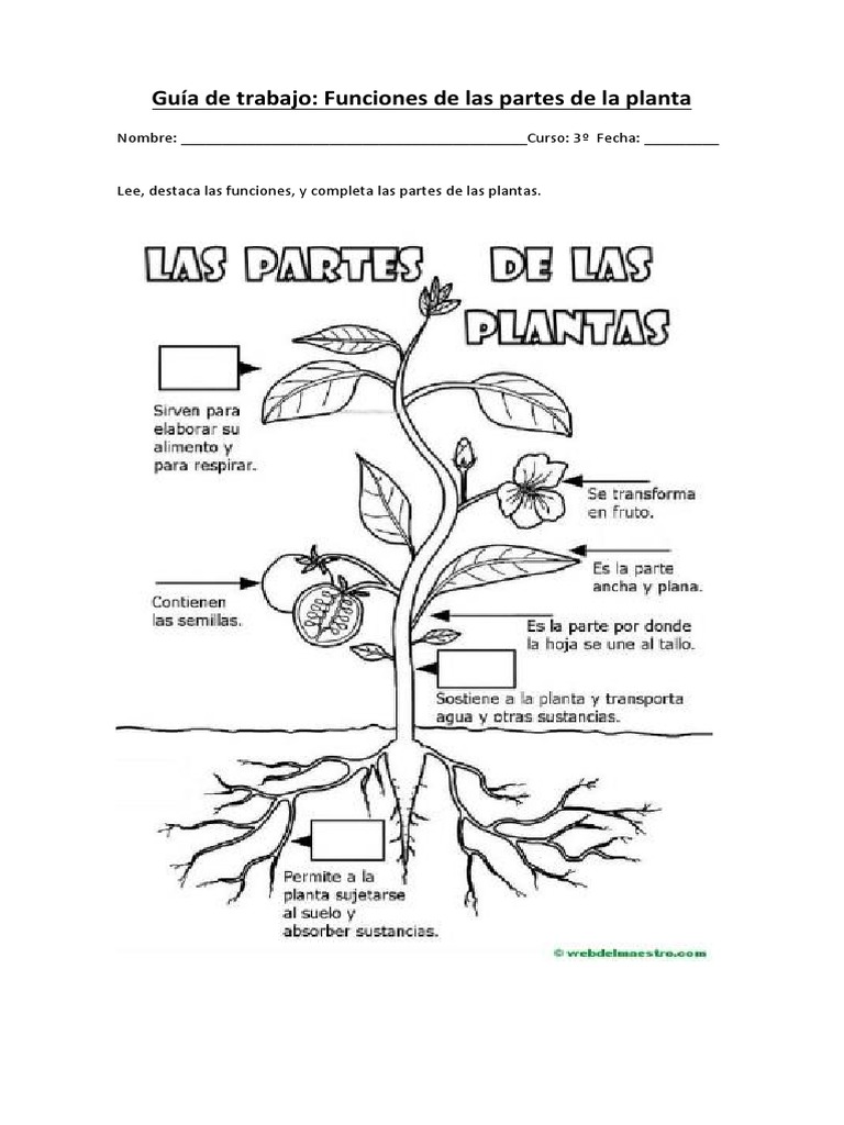 Guía de Trabajo - Partes e Las Plantas y Funciones - 1 Medio | PDF